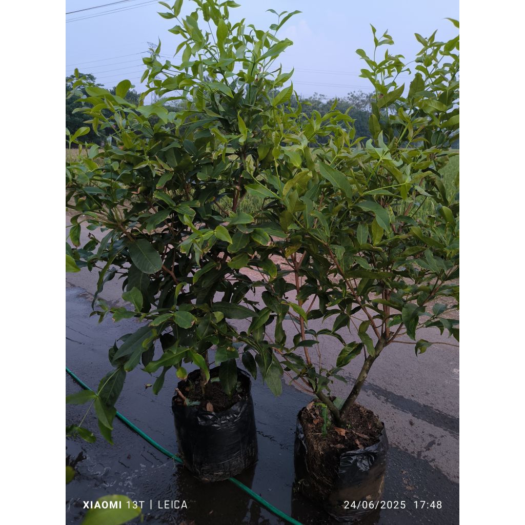 Jual bonsai jambu dalhari super rimbun (batang besar) | Shopee Indonesia