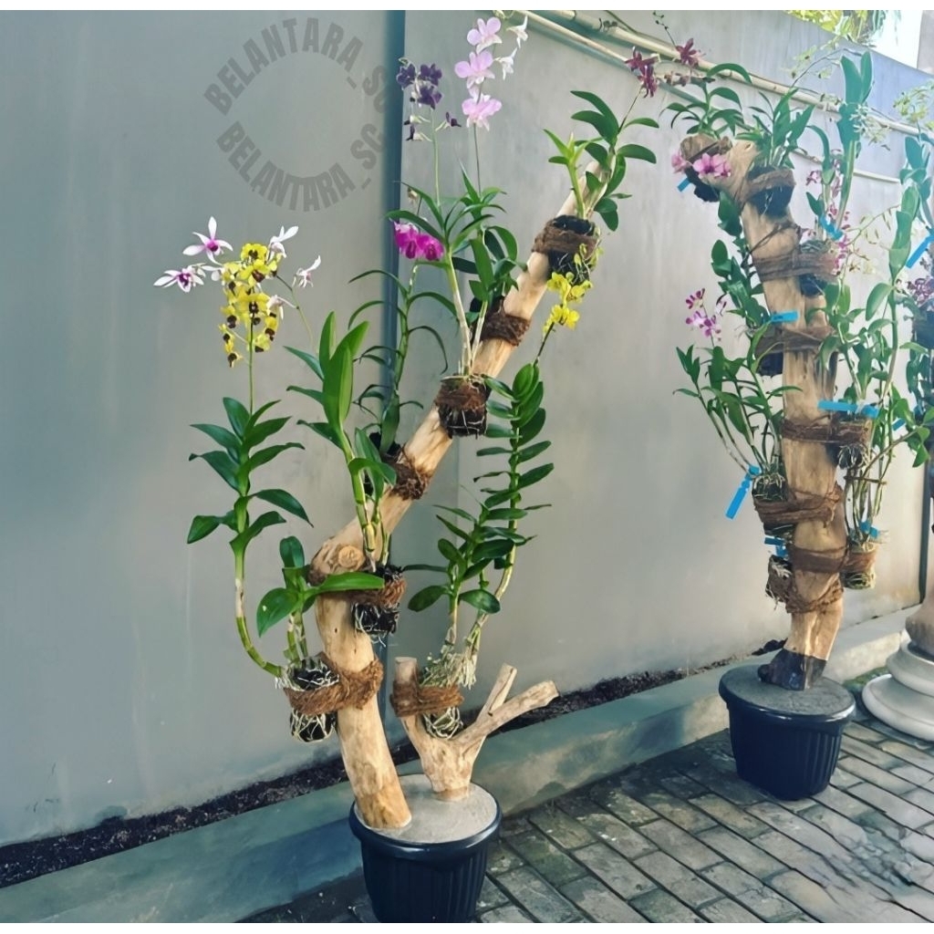 Jual Terlaris! Media Tempal Anggrek -Bonggol Kayu Kopi | Shopee Indonesia