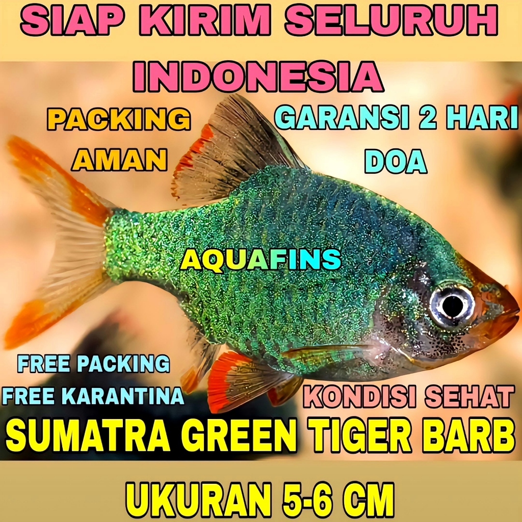 Jual HIASAN TETRA SUMATRA GIANT GREEN TIGER BARB PUNTIUS TETRAZONA ...