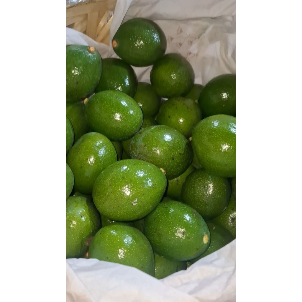 Jual Alpukat Mentega Super Jumbo | 1kg | Shopee Indonesia
