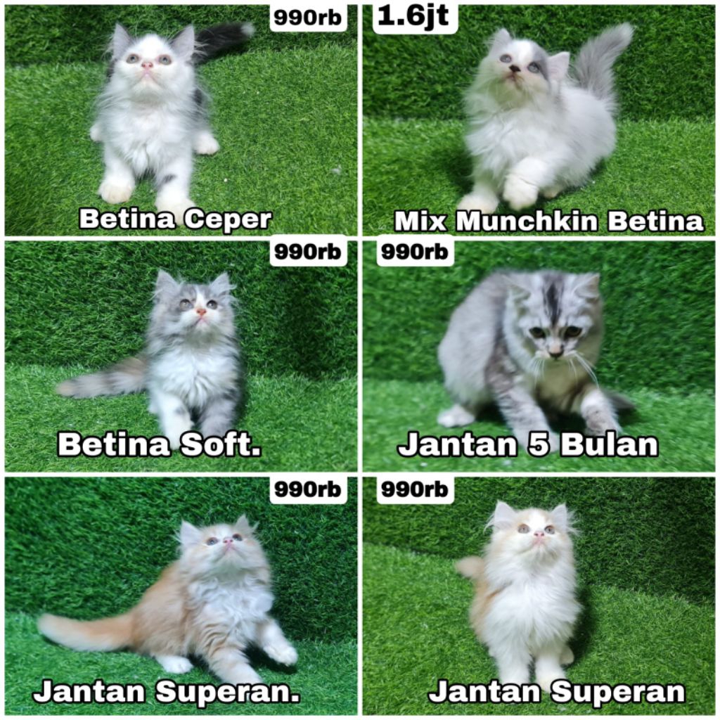 Jual kucing Persia umur 2-3 blnan lucu imut gembul dan sehat | Shopee ...