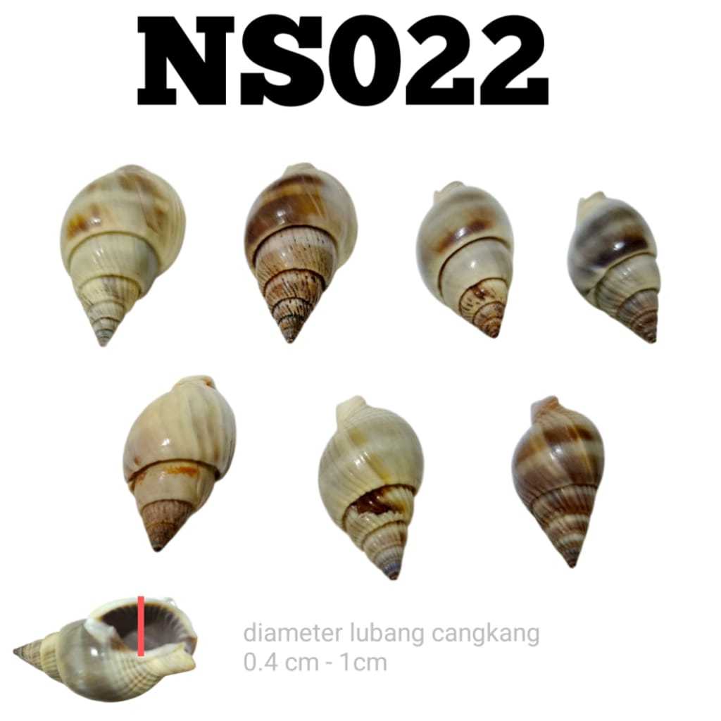 Jual NS022 RUMAH KELOMANG PANTAI CANGKANG KOSONG KEONG KUMANG UMANG ...