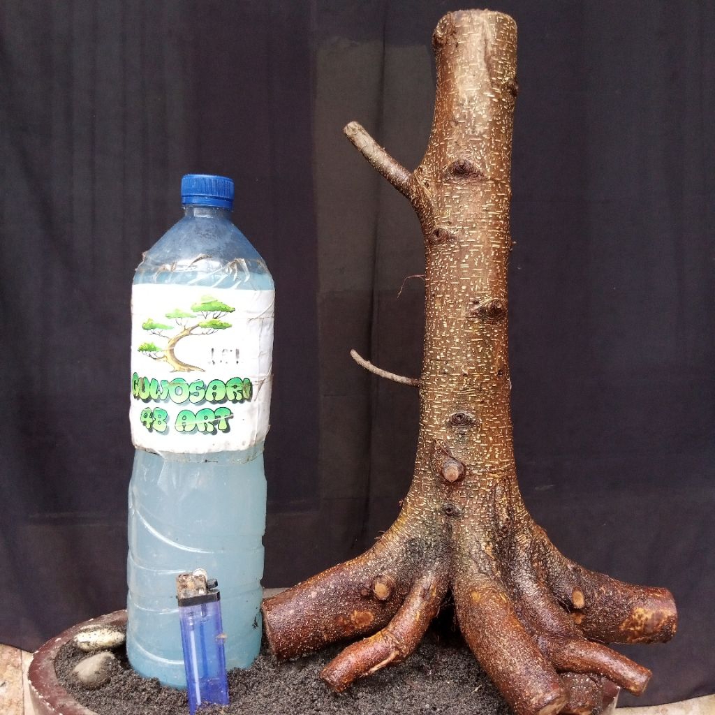 Jual Bahan Bonsai Preh silver atau Iprik silver Formal Batang Bogel ...
