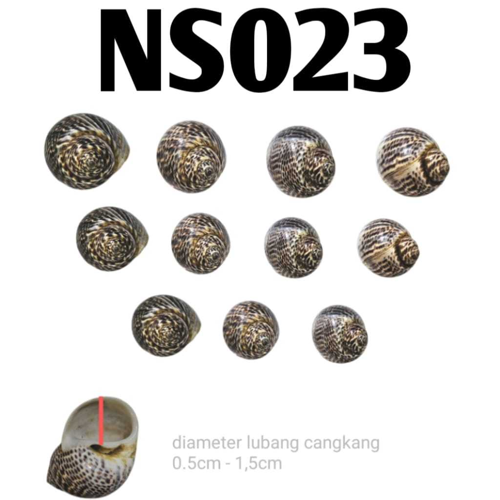 Jual NS023 SHELL HERMIT CRAB CANGKANG KELOMANG PANTAI RUMAH KEONG UMANG ...