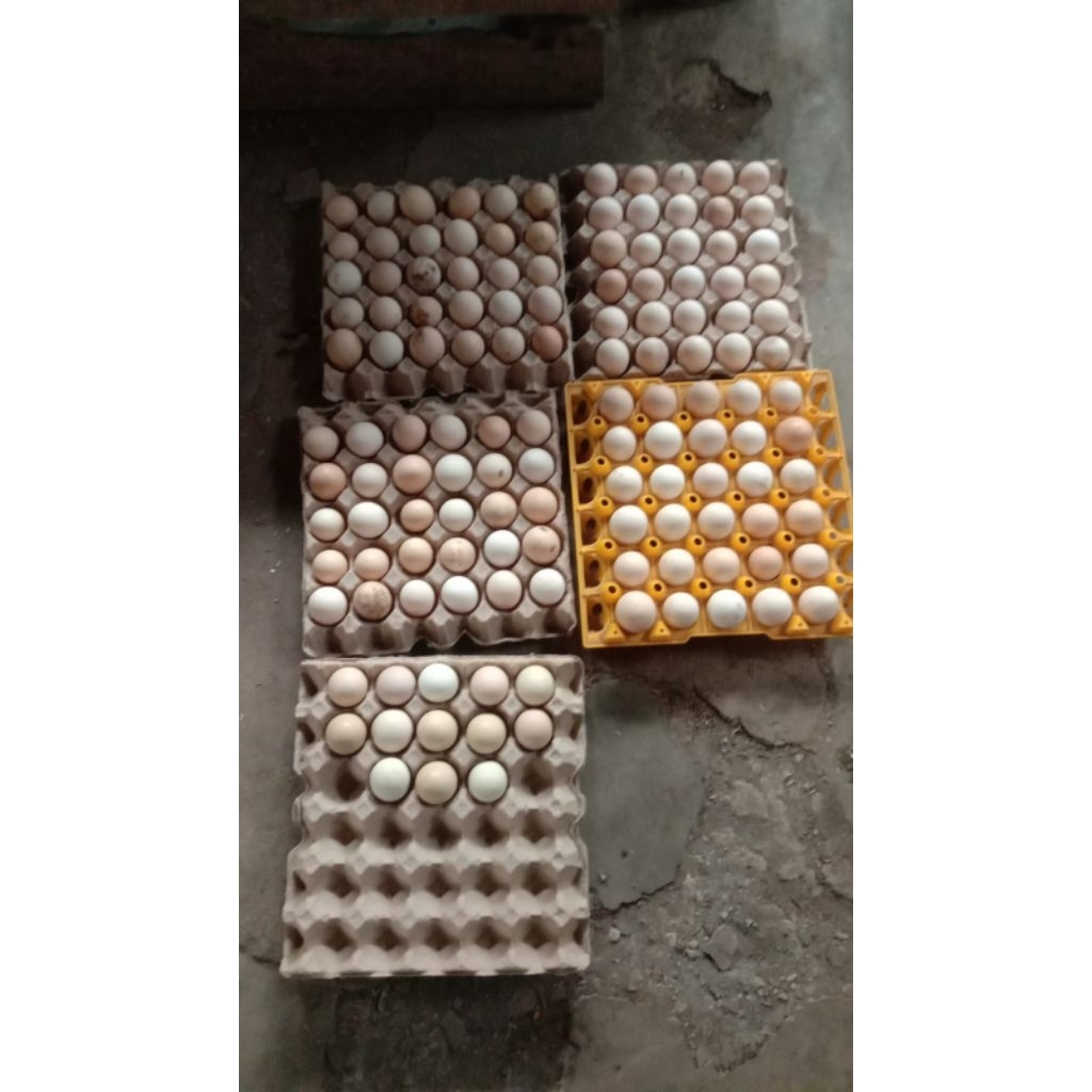 Jual telur ayam elba tertil/telur elba tetas | Shopee Indonesia