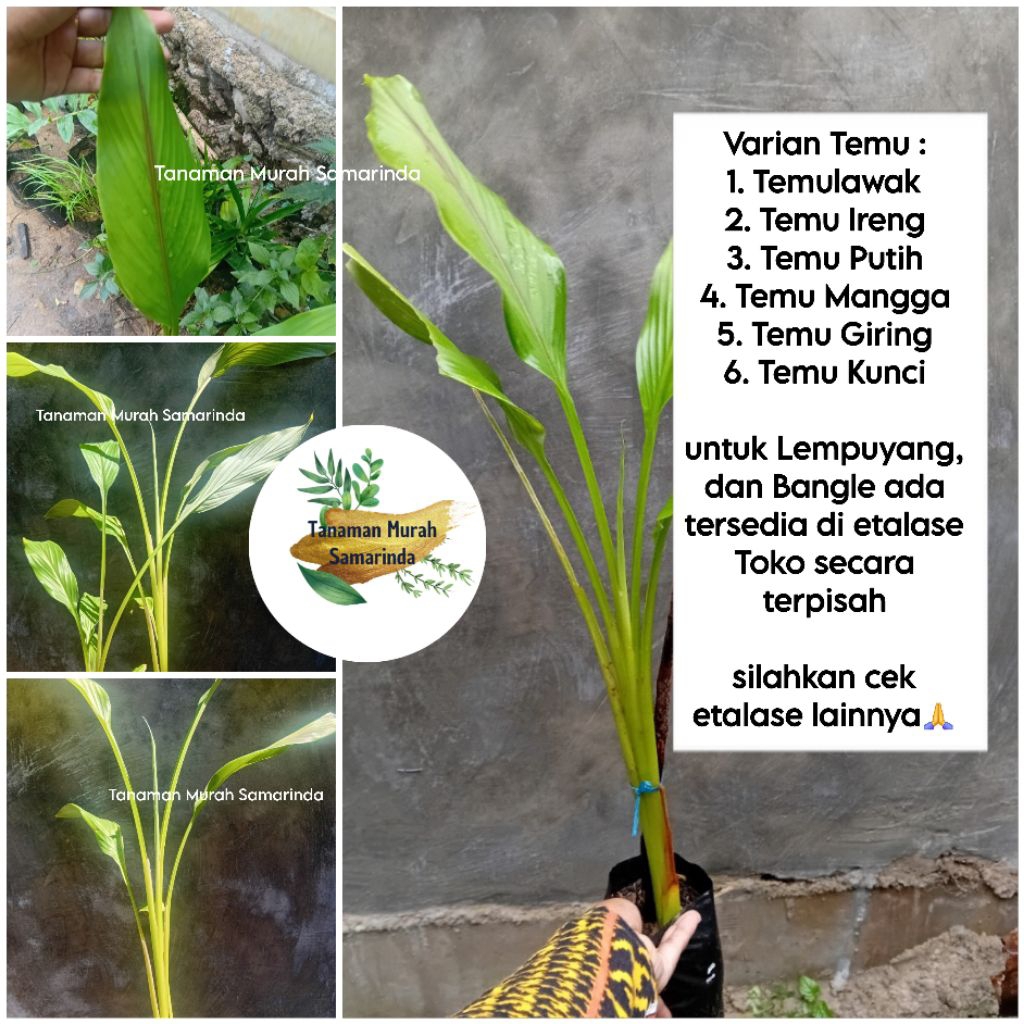 Jual TMS~ Temulawak Temu ireng Temu Giring Temu Kunci Temu Mangga temu ...