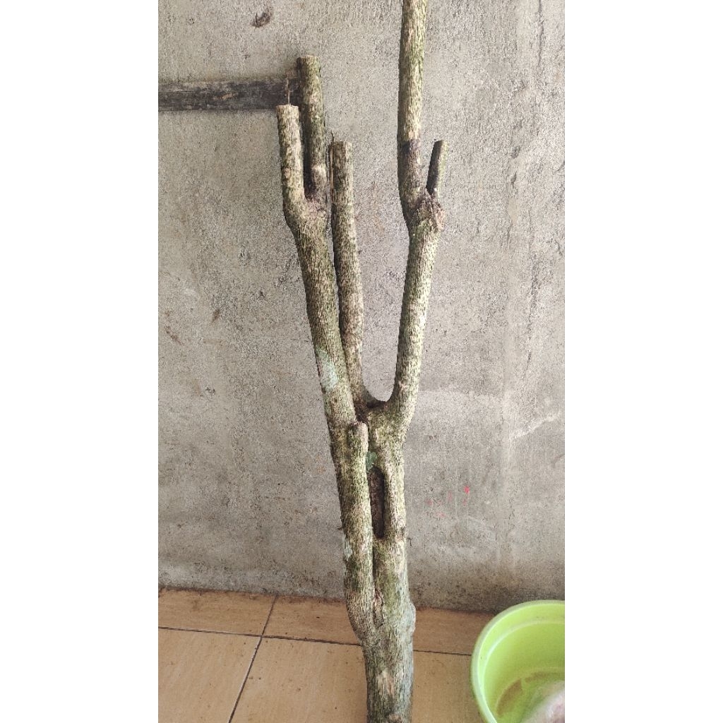 Jual kayu kopi sudah kering jumbo tinggi -+150cm berat 13kg | Shopee ...