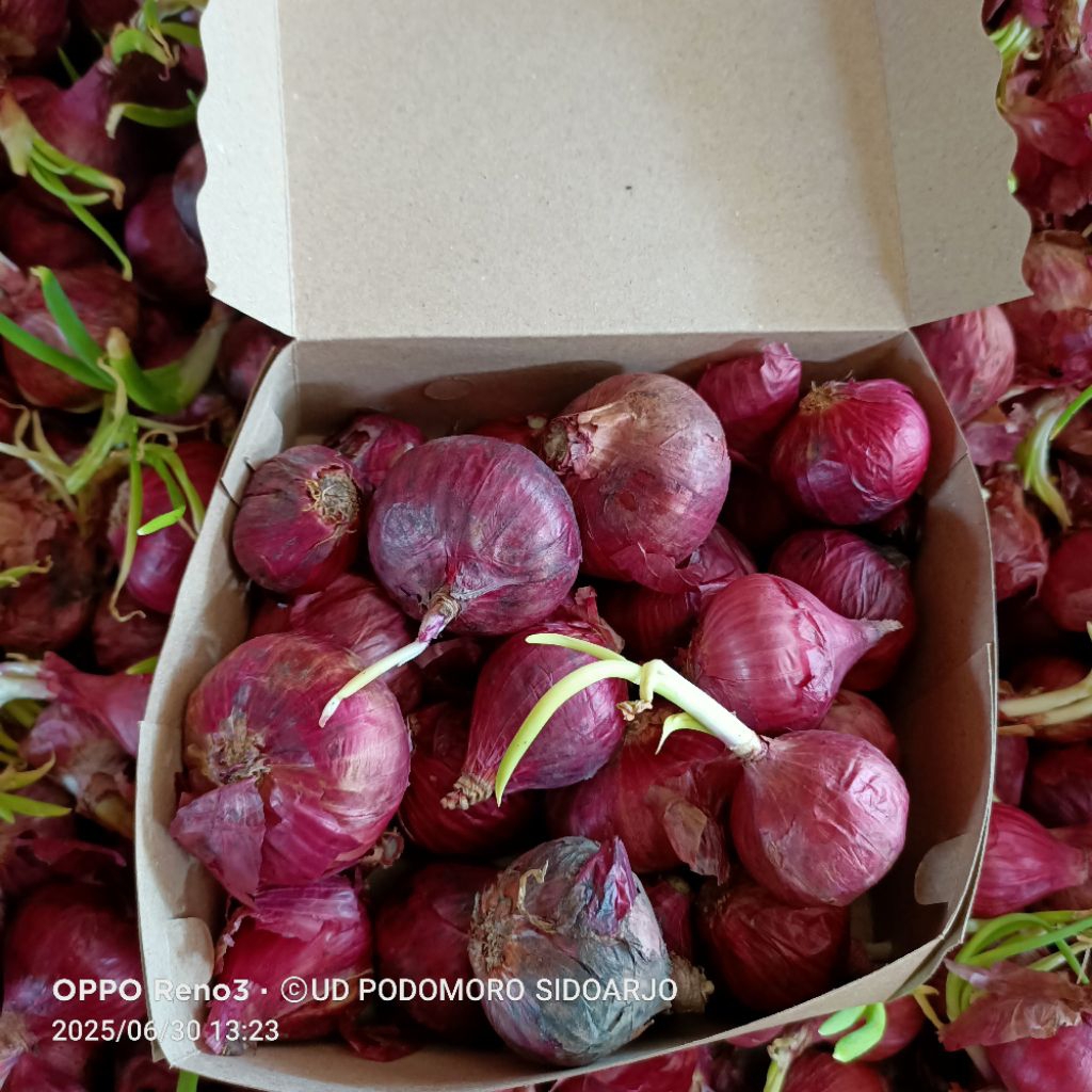 Jual bawang merah India rawan tumbuh daun keras kering no komplain ...