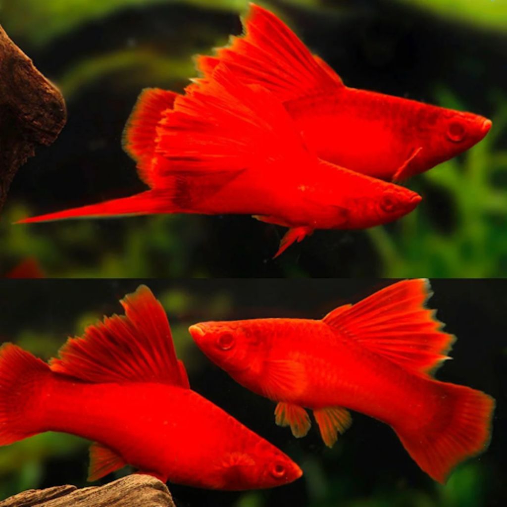 Jual pembersih lantai Platy blood Red Fin fire cracker(1pasang ...