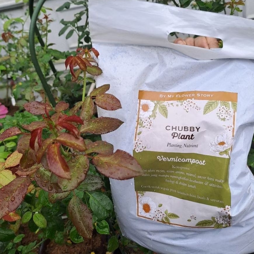 Jual Chubby Plant vermicompost kompos 2 kg kascing pupuk eco enzym ...