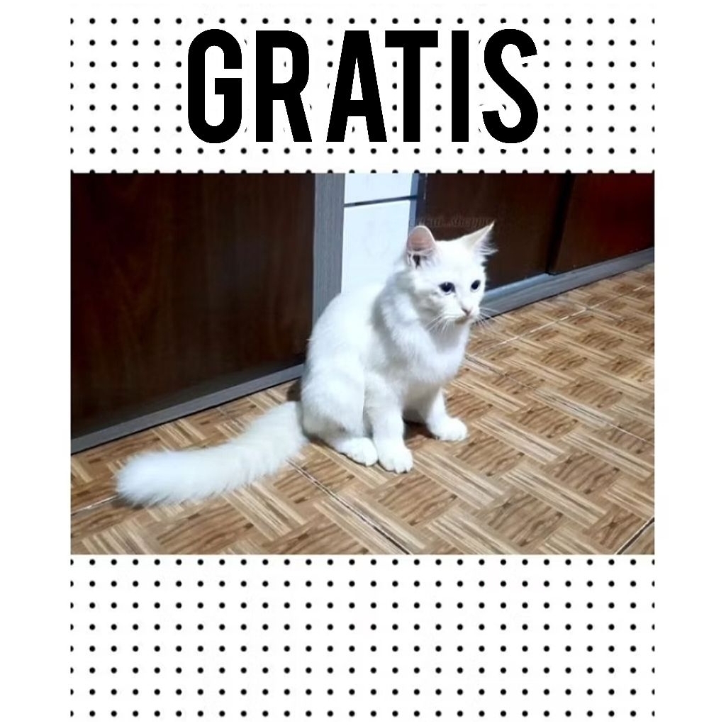 Jual KUCING GRATIS | Kucing Ras Himalaya Mix | Kitten murah | Jual anak ...