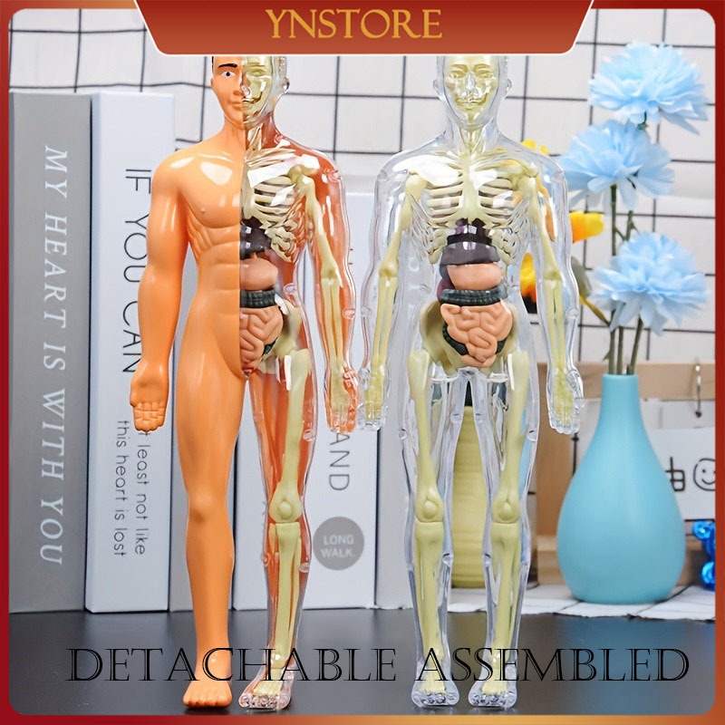 Jual Human Body Anatomy Torso Model Mainan Dokter Organ Tubuh Manusia ...