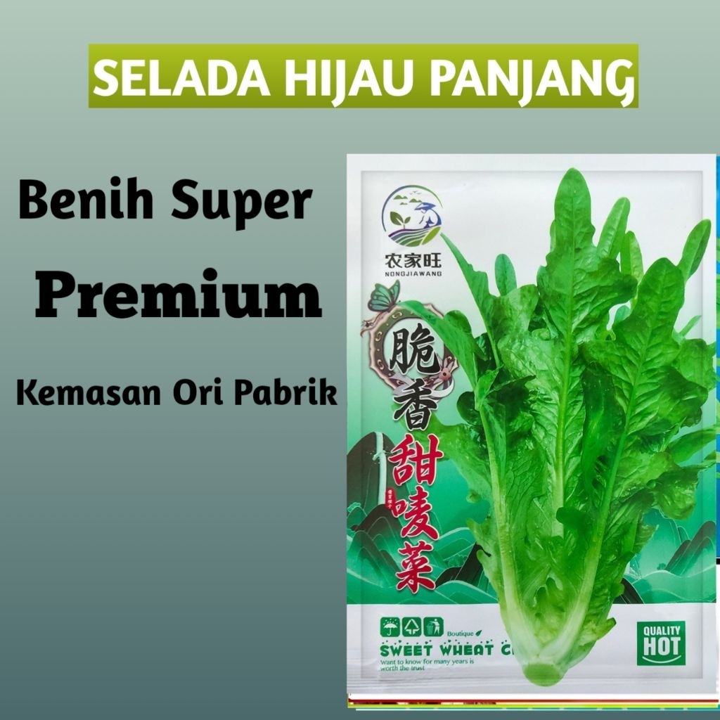 Jual benih selada hijau panjang,kualitas premium kemasan ori pabrik ...