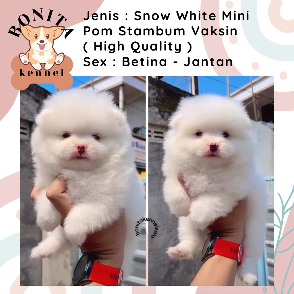 Jual Mini Pomeranian Stambum Particolor Black Tan Anakan Anjing Mini ...