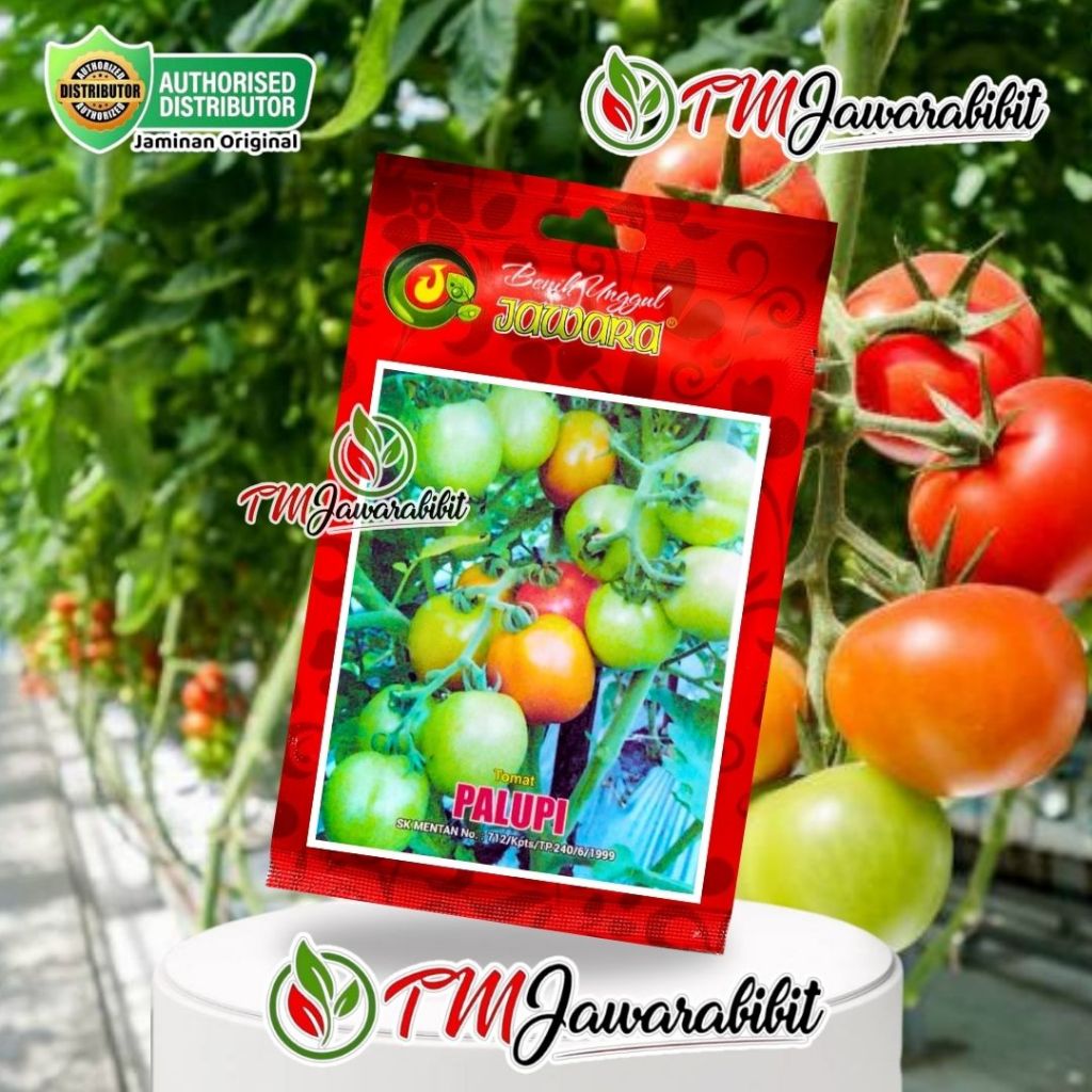Jual BENIH BIBIT TOMAT UNGGUL PALUPI / Produk Original JAWARA | Shopee ...