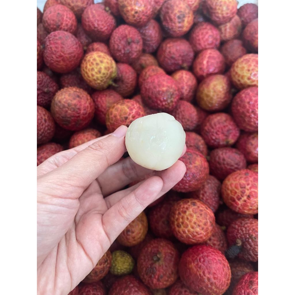 Jual Leci Lychee Madu Hijau atau Merah Manis Segar | Shopee Indonesia
