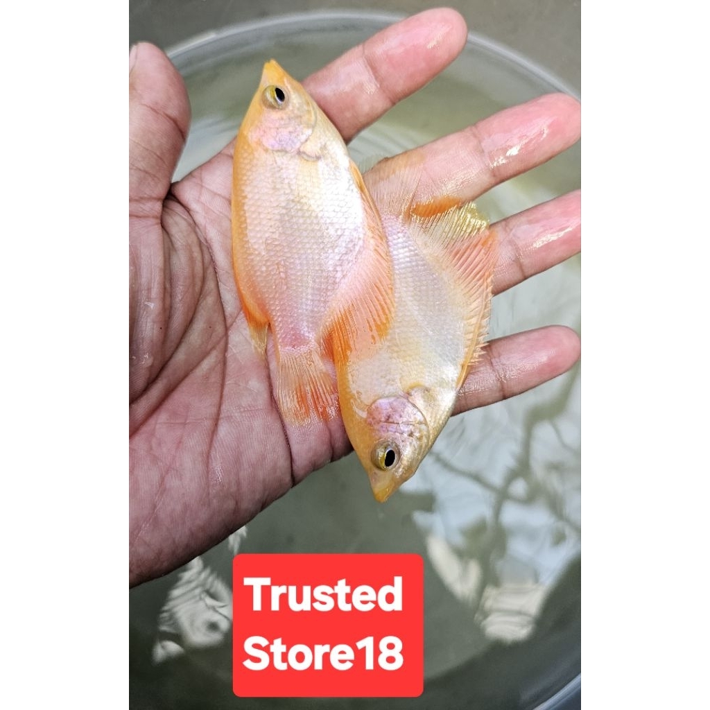 Jual Anak bibit gurami / Gurame padang | Shopee Indonesia