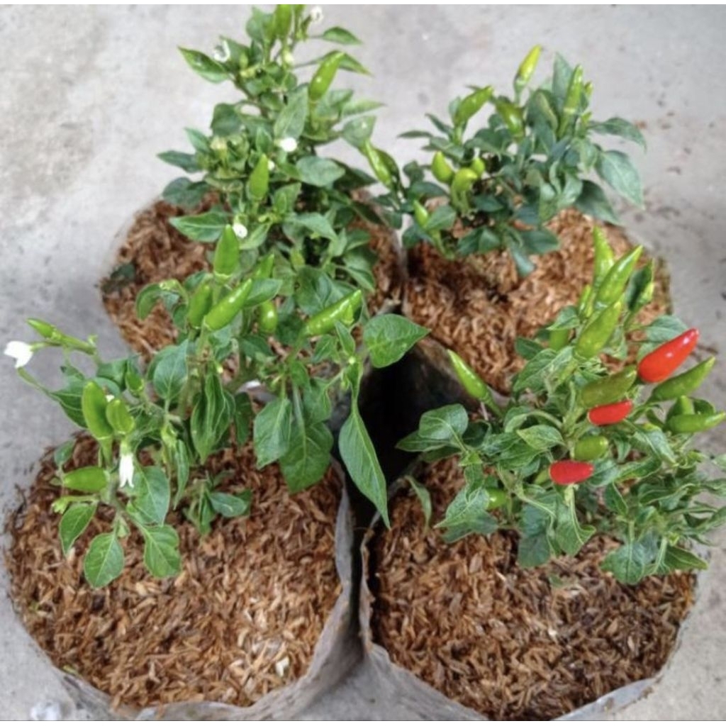 Jual Pohon Cabai Rawit Setan / Cabai Rawit Gorengan Bibit Tanaman Pohon ...