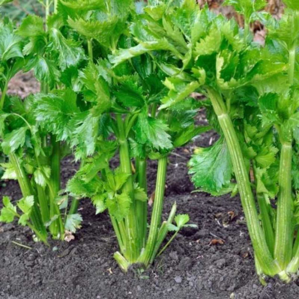 Jual BENIH BIJI SELEDRI BATANG UKURAN BESAR TALL UTAH ( ISI 200 BUTIR ...