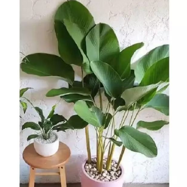 Jual Tanaman Calathea Pisang Luthea / Pisang Hias Taman / Pisang Indor ...