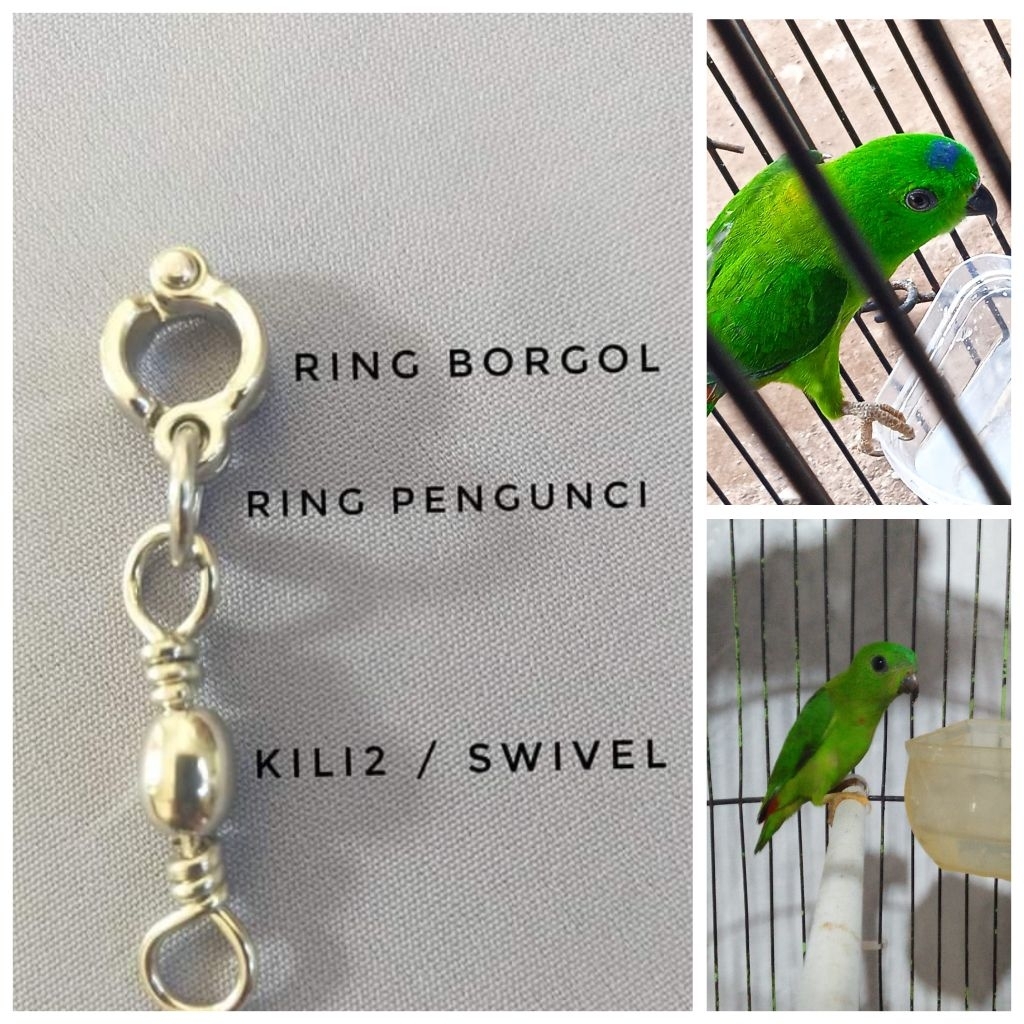 Jual Ring Borgol Burung Serindit | Shopee Indonesia