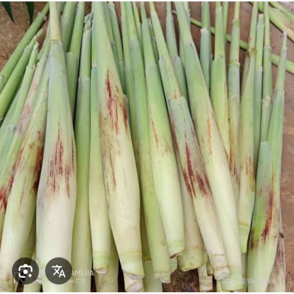 Jual terubuk\tebu telur perikat 1 ikat isi 10 pcs | Shopee Indonesia