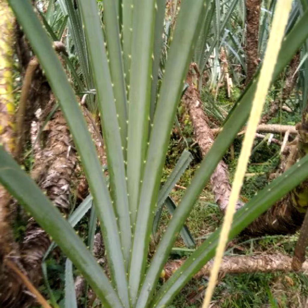 Jual DAUN PANDAN DURI 10 LEMBAR | Shopee Indonesia