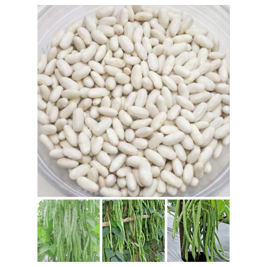 Jual jual biji buncis logawa super lebat 1 kg isi ribuan biji kualitas ...