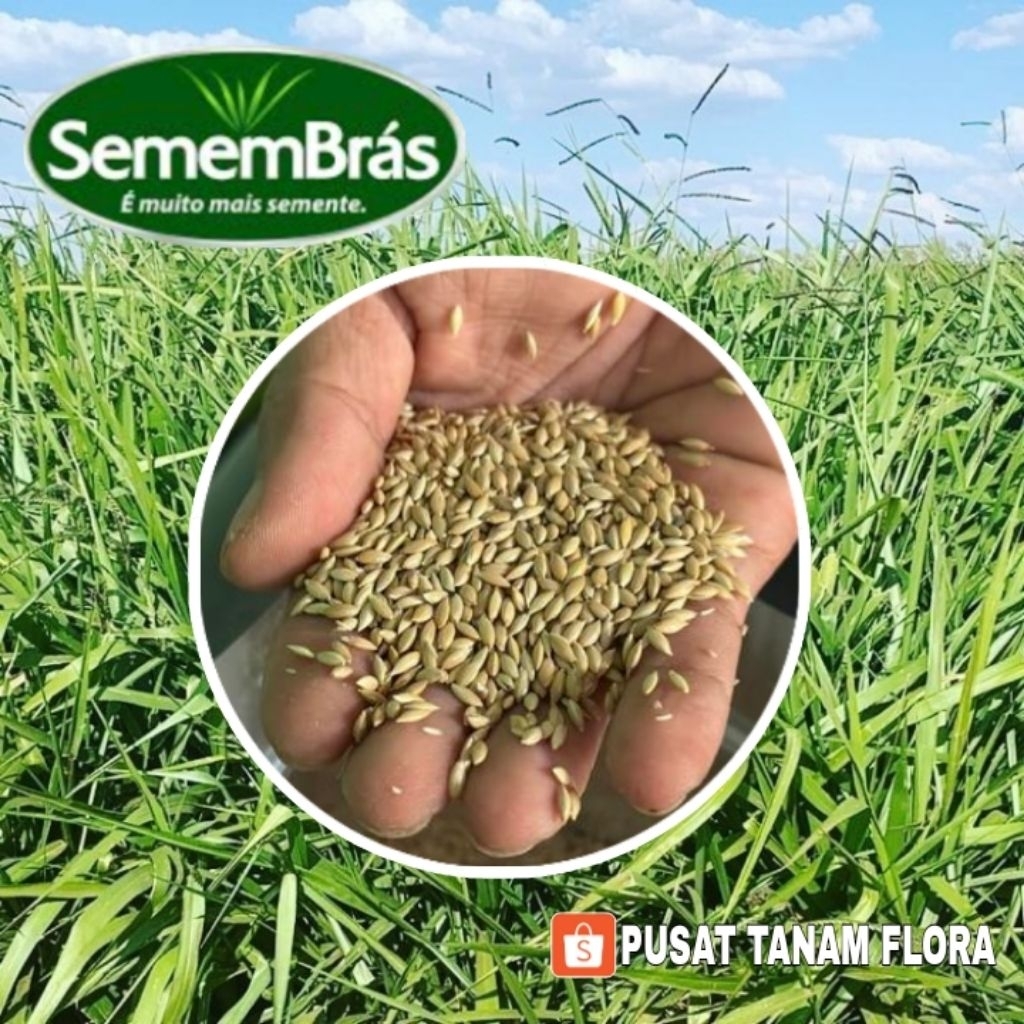 Jual terbaru!! Biji Rumput Brachiaria Decumbens 1kg - Bade/Signal ...