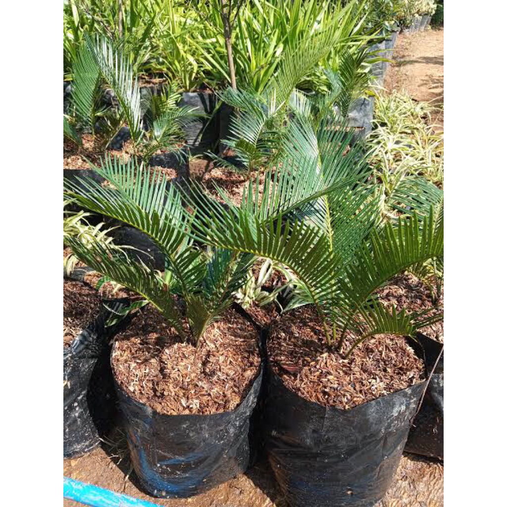 Jual palm sikas / mawar jambe / ukuran sedang | Shopee Indonesia