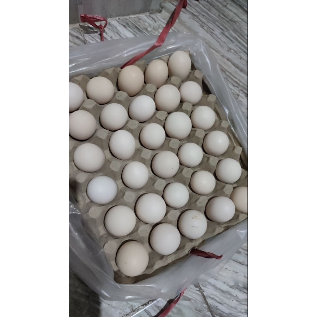 Jual PAKET TELUR AYAM KAMPUNG HARGA GROSIR 30 BUTIR TELUR AYAM KAMPUNG ...