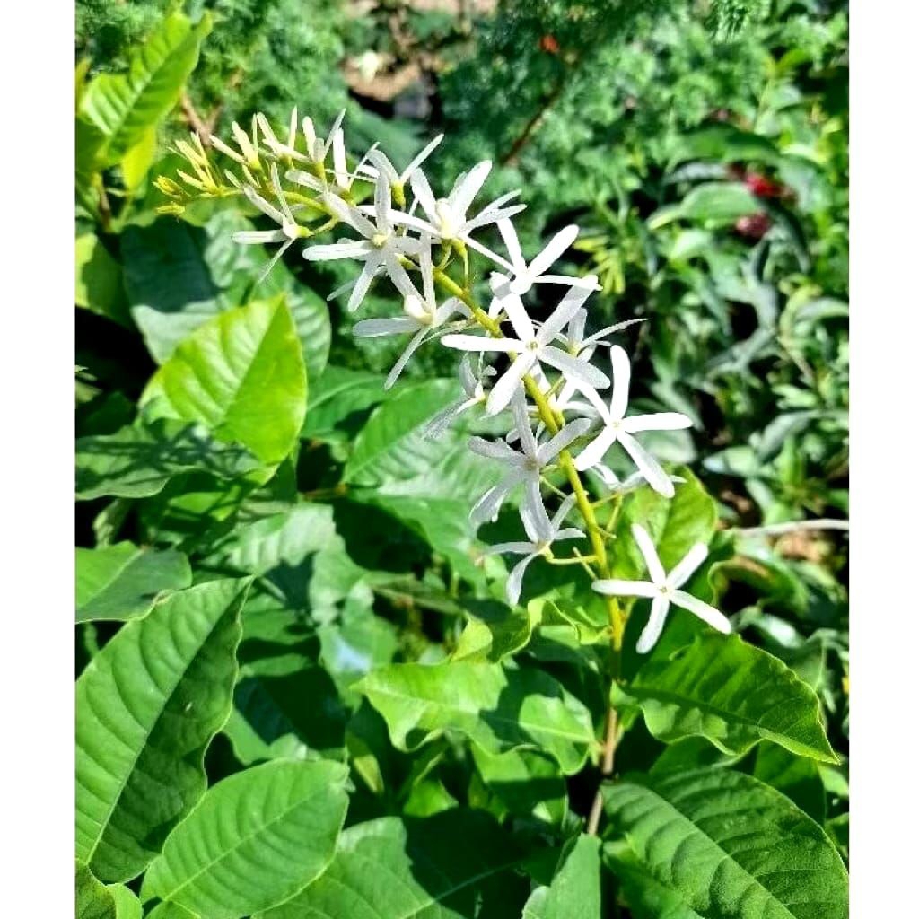 Jual [CANGKOK] Petrea volubilis alba / petrea putih / bibit tanaman ...