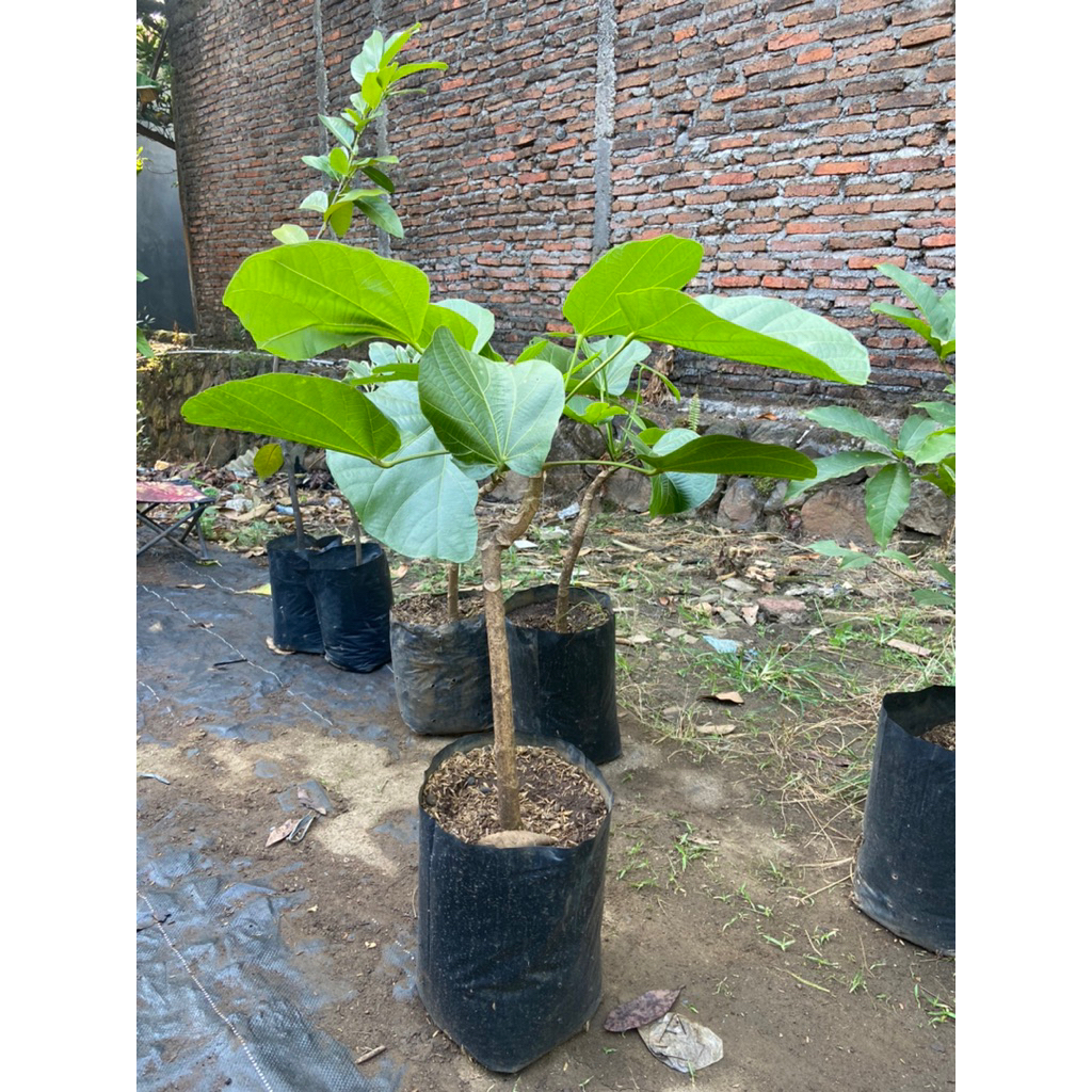 Jual peruvian sapote ( cupa- cupa ) | Shopee Indonesia