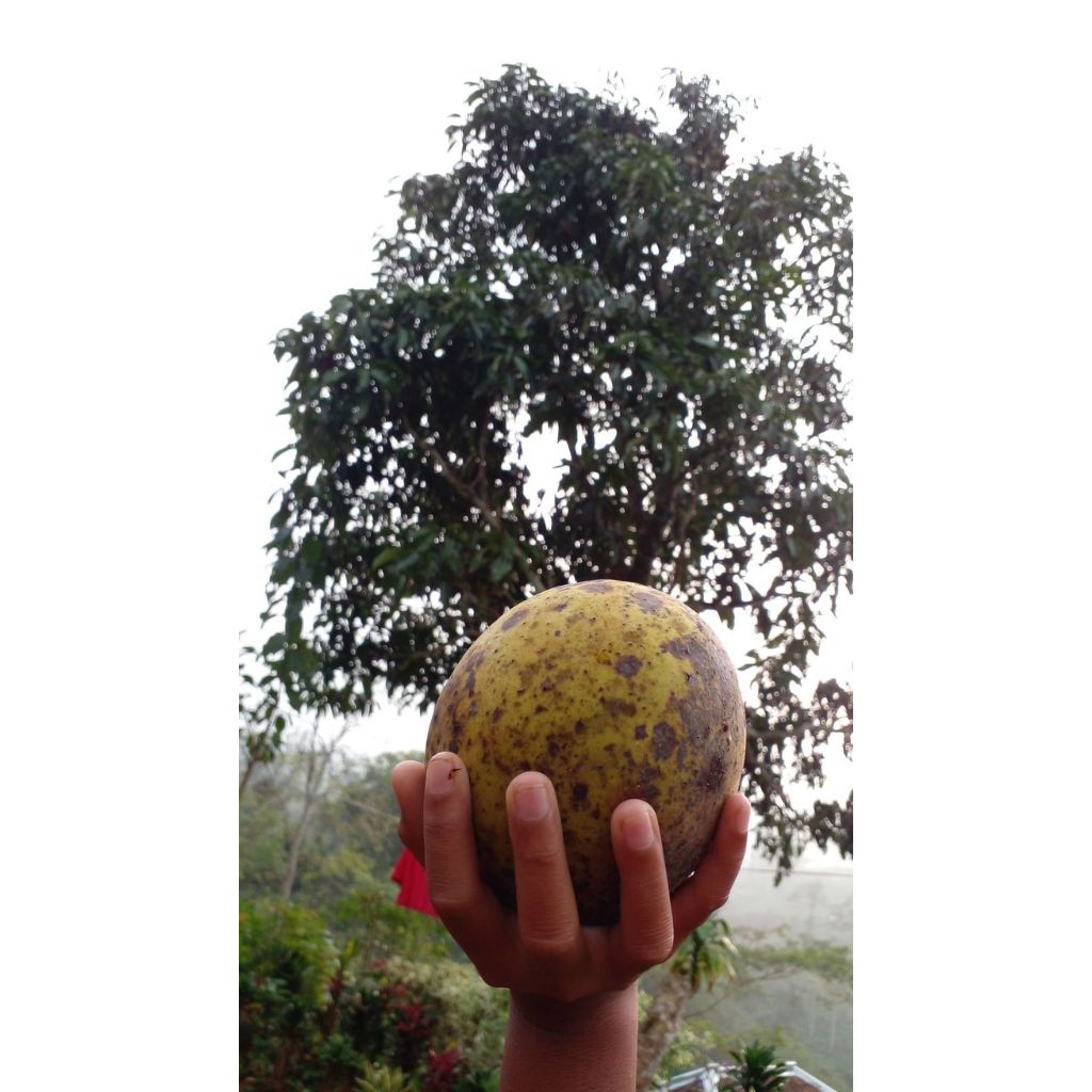 Jual Buah limus matang perbuah | Shopee Indonesia