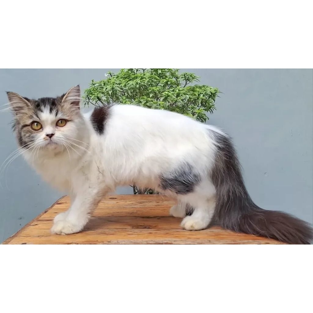 Jual KUCING PERSIA FLATNOSE BETINA 6 BULAN BICOLOR TABBY | Shopee Indonesia