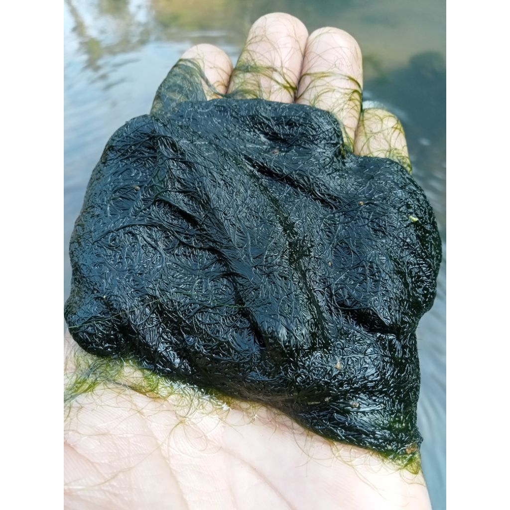 Jual Umpan pancing LUMUT SEGAR asli dari alam | Shopee Indonesia