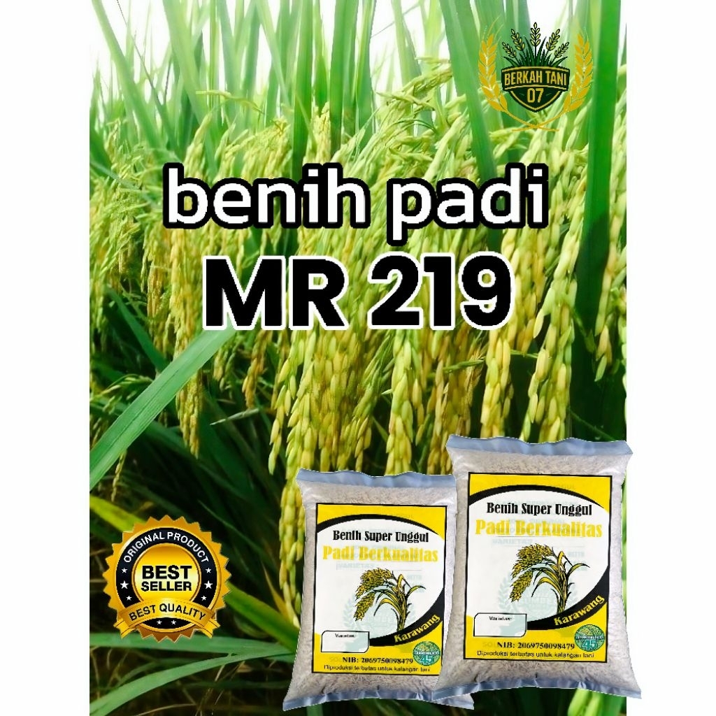 Jual BENIH PADI MR219 SUPER UNGGUL (5kg) | Shopee Indonesia