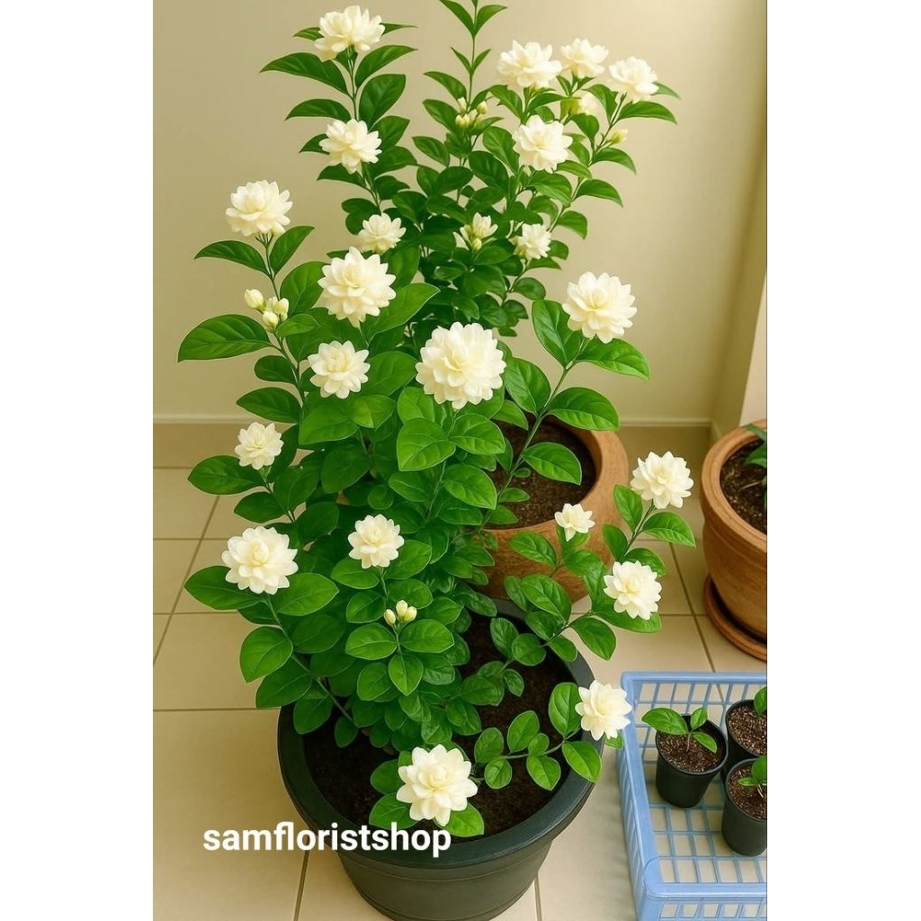 Jual Tanaman Melati Tuscany Tumpuk, Bunga Besar Superwangi | Shopee ...