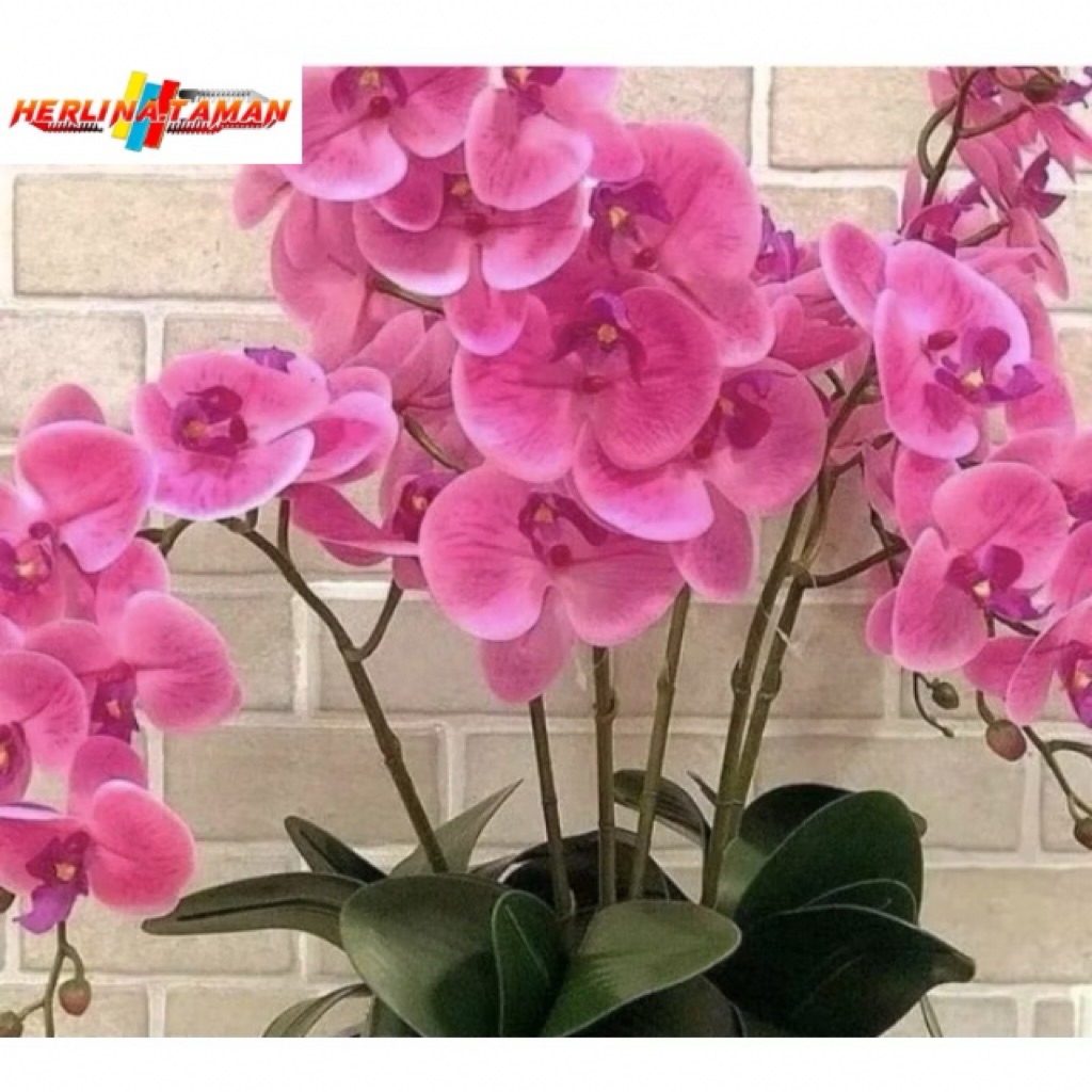 Jual ANGGREK DENDROBIUM-Seedling BUNGA HIAS//SEEDLING ANGGREK | Shopee ...