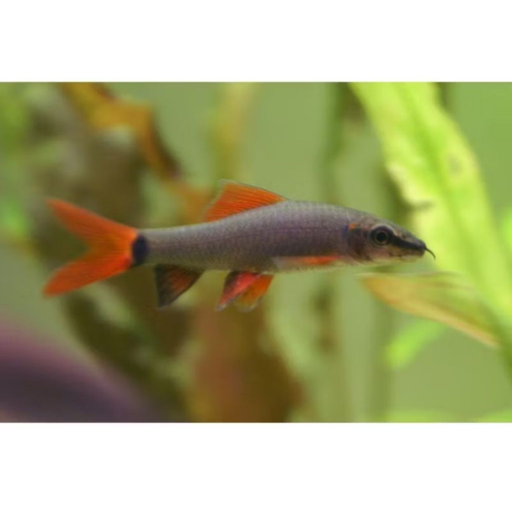 Jual IKAN HIAS RED FIN REDFIN SHARK RED TAIL SIZE 4-6 CM RAINBOW SHARK ...