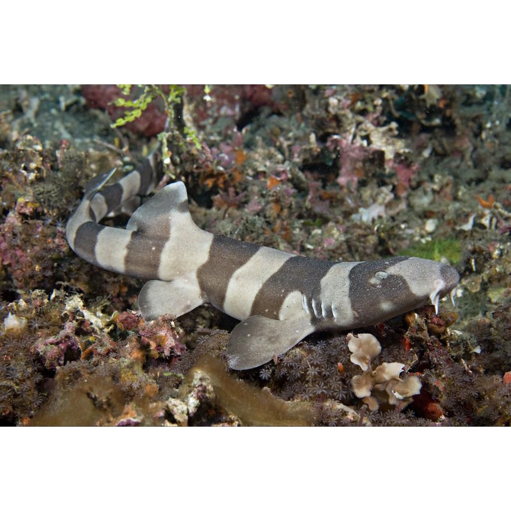 Jual IKAN HIAS LAUT ZEBRA SHARKS/ HIU ZEBRA | Shopee Indonesia