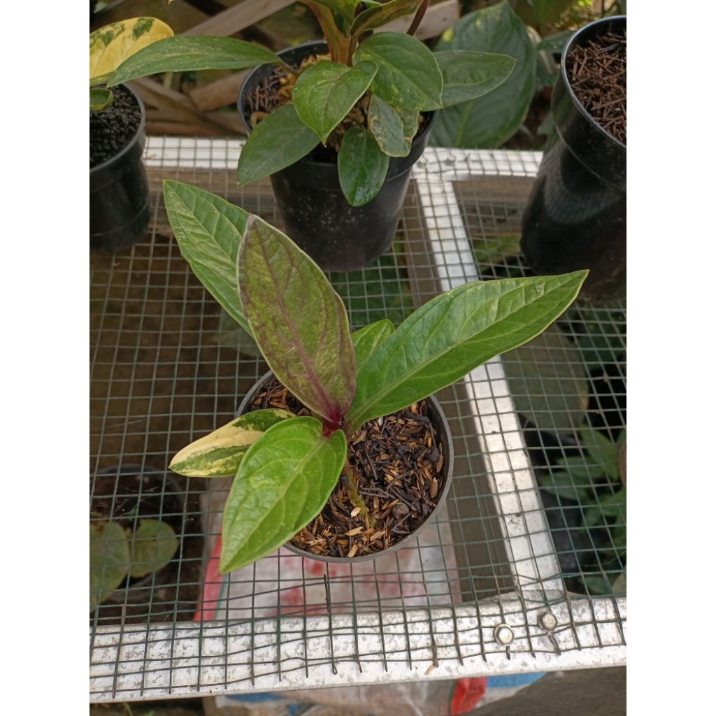 Jual Anthurium jemani tornado black var | Shopee Indonesia
