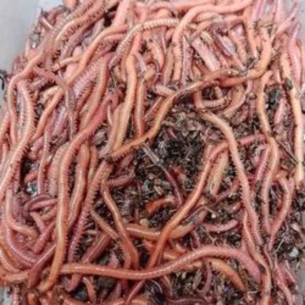 Jual cacing lengki merah/ naga merah umpan mancing ikan di laut dan ...