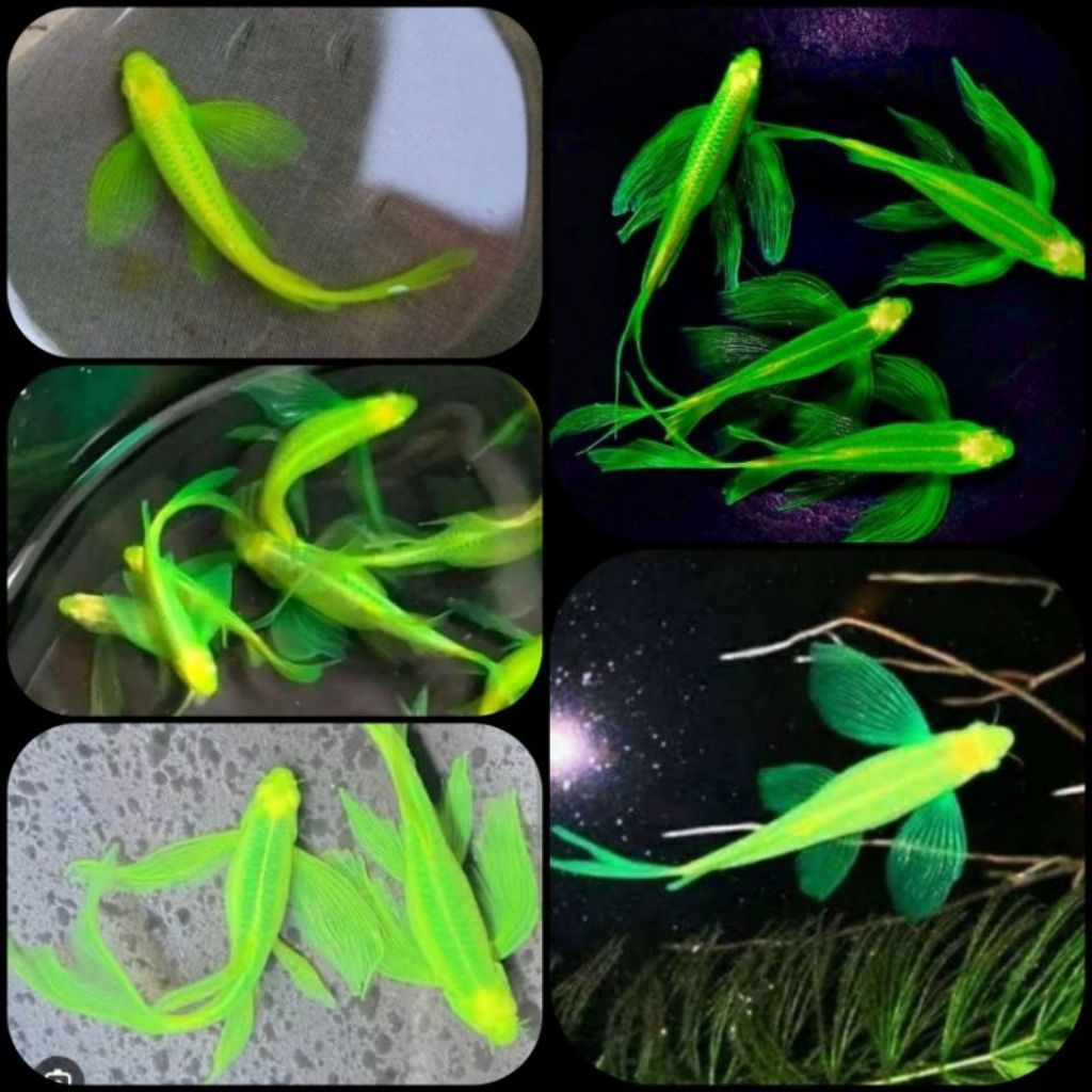 Jual (Khusus pengiriman instan ) danio slayer hijau | Shopee Indonesia