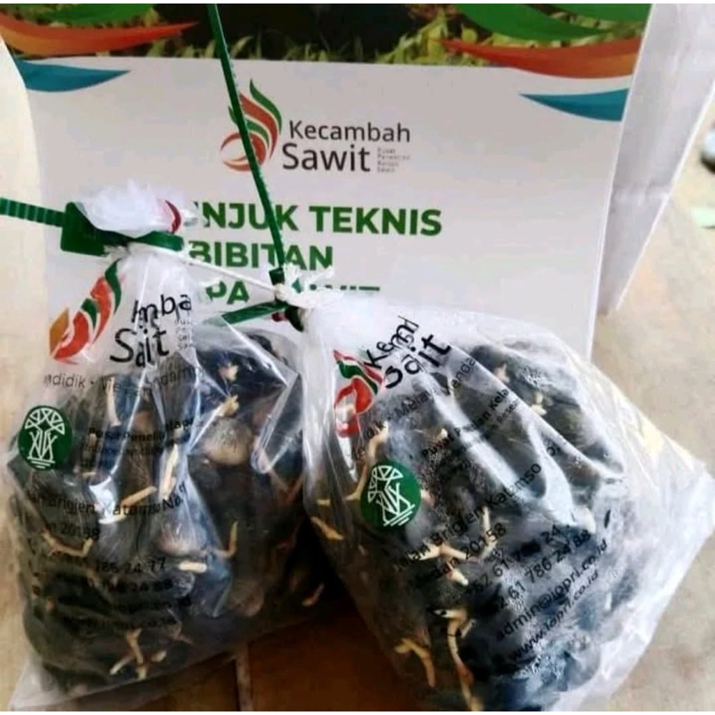 Jual Bibit Kecambah Kelapa Sawit PPKS DxP 239 Isi 250 Butir ...