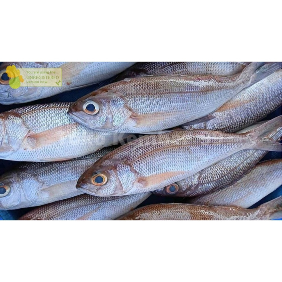 Jual Ikan Kurisi Segar Ikan Kurisi Bali 1Kg | Shopee Indonesia