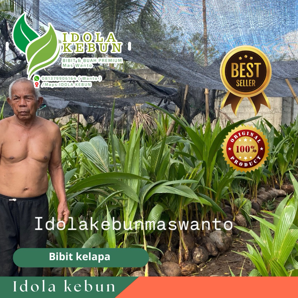 Jual BIBIT KELAPA ALL VARIETAS UNGGUL-BIBIT KELAPA GENJAH-BIBIT KELAPA ...