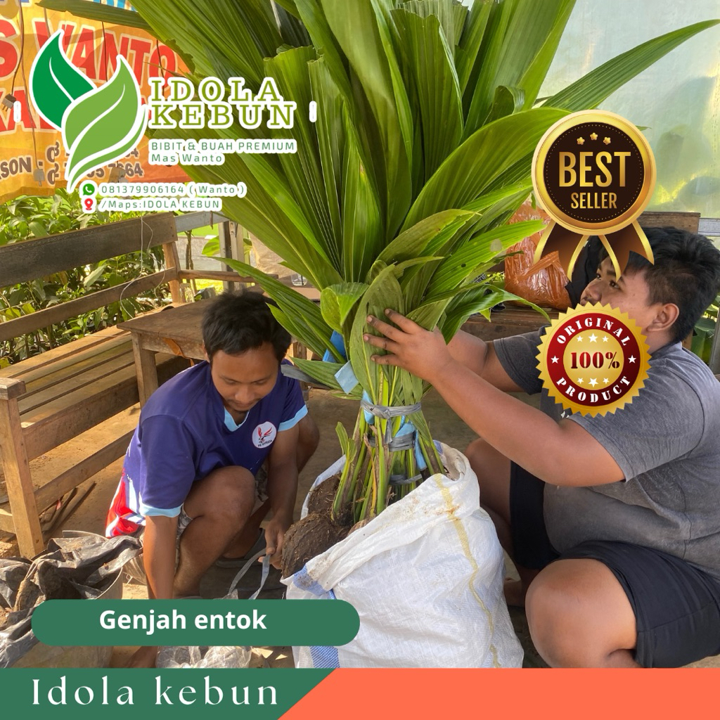 Jual BIBIT KELAPA GENJAH ENTOK KEBUMEN BERLEBEL SUPER GENJAH SUPER ...