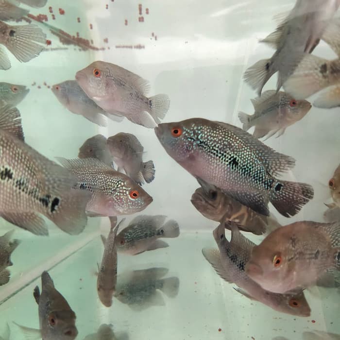 Jual Ikan Hias Anakan Louhan cenche cencu Bahan Ikan Louhan Aquarium ...