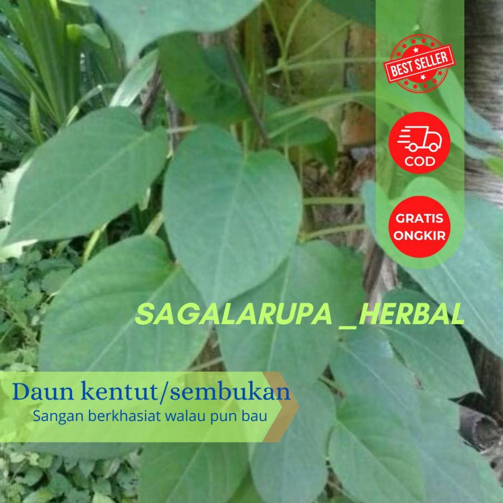 Jual 100 GRAM DAUN KENTUT/DAUN SEMBUKAN SEGAR DI PETIK LANGSUNG 30 ...